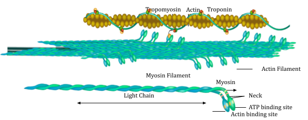 Muscle Contraction: Explained by Actin & Myosin Proteins